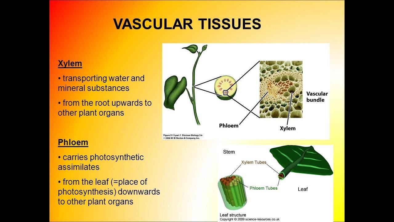 Vascular Tissues YouTube vascular-tissues-youtube