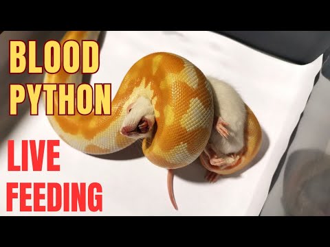 100 subscriber special! first time live feeding my blood python. Blood ...