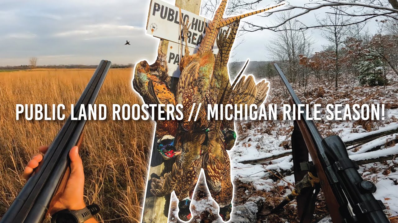 Public Land Pheasant Hunting & Michigan Firearm Deer Season 2022! - YouTube