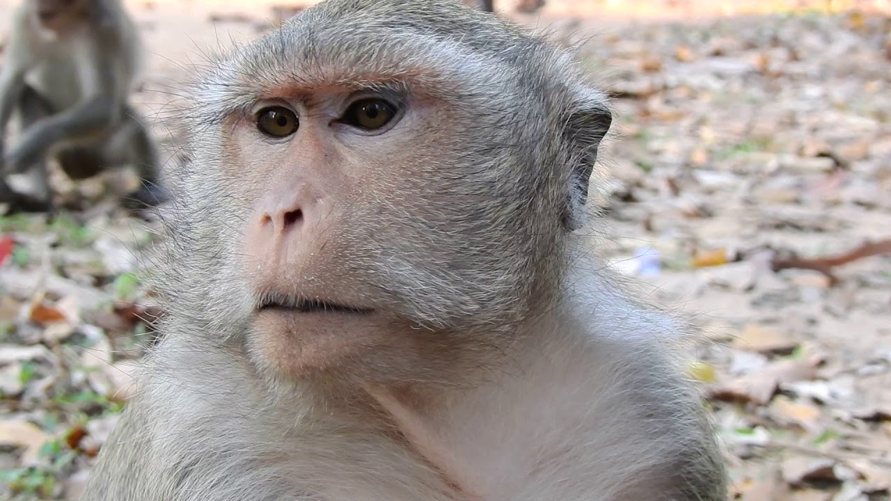 April Bring Baby Monkey Climb Up Tree - YouTube