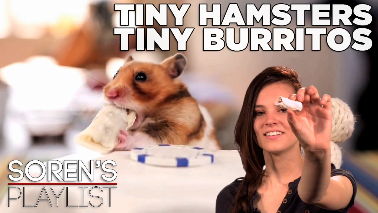 Tiny Hamsters Eating Tiny Burritos - Soren's Playlist - YouTube