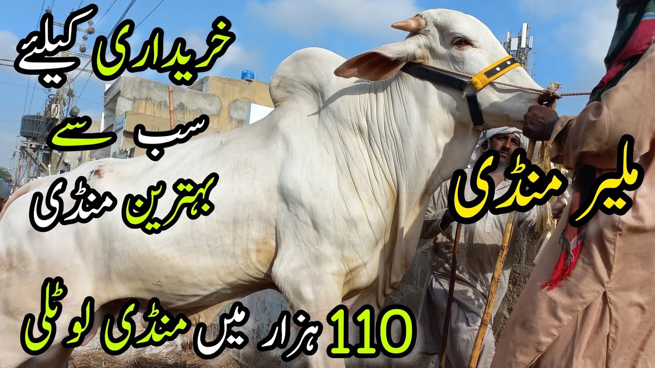 Malir Mandi Karachi Cattle Rates Update | 23 May 2023 | Cow Mandi 2023 ...