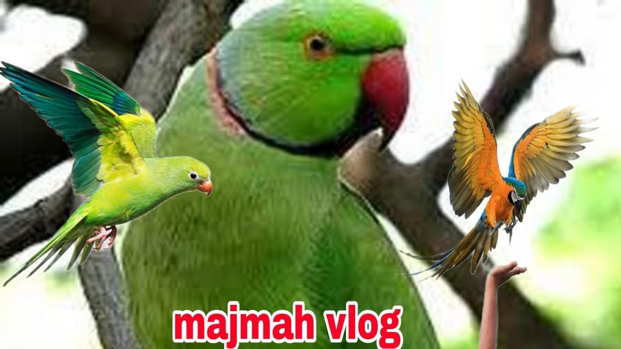 Beautiful Bourke's Parakeet as pets | Living with Rosey Bourke ...