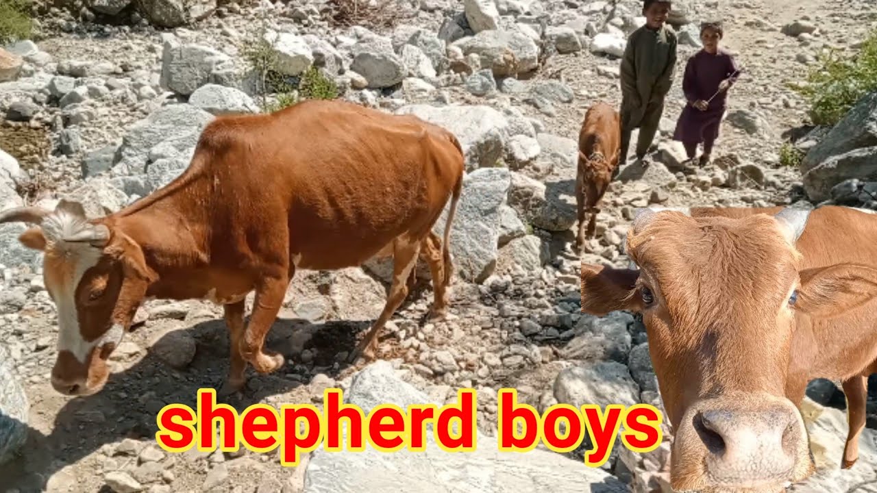 Shepherds boys and cattle in the mountains👼😍 - YouTube