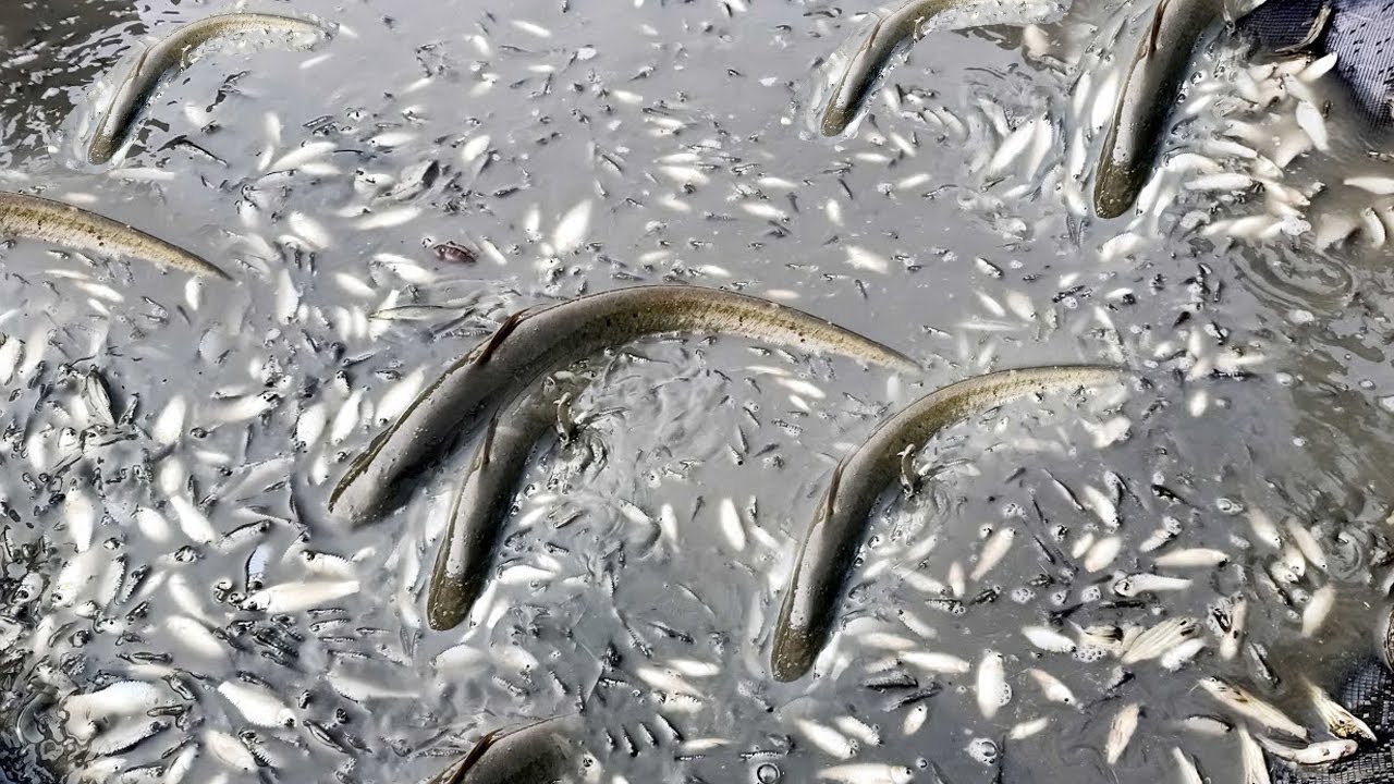 Really Fishing-People Big Catfish(Boal) fish Catching by hand in the ...