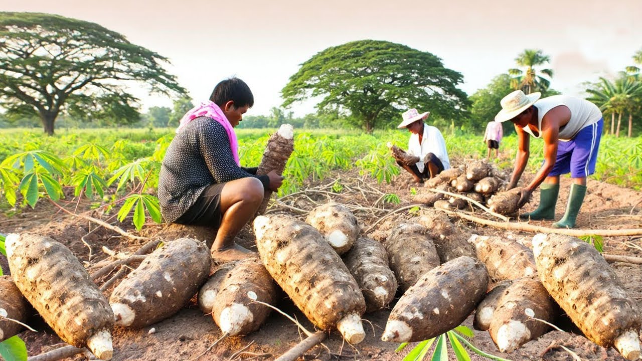 The Process of Making a "CASSAVA CAKE" Delicious dessert made of ...