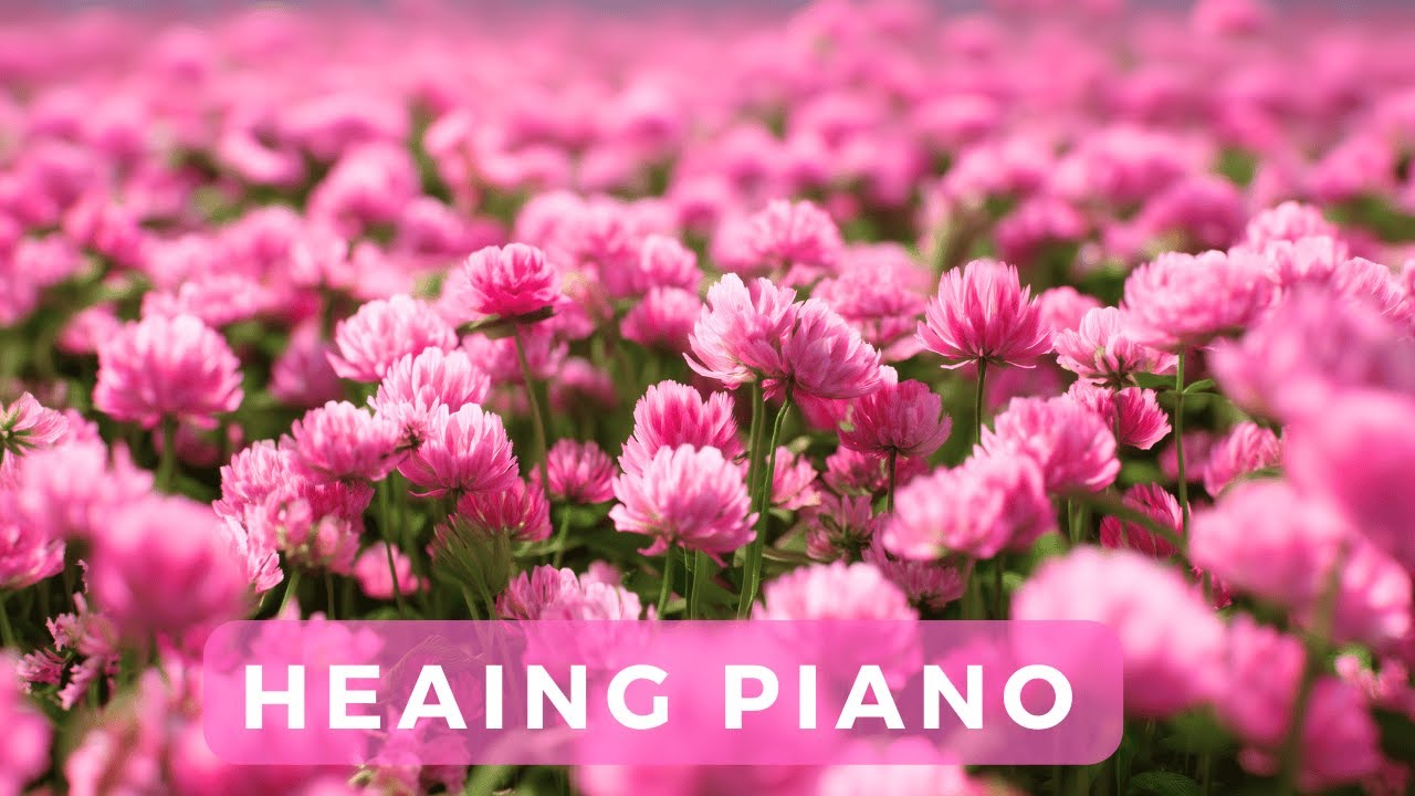 "Gentle Piano BGM with Endless Pink Flower Fields 🌸 | Relax, Study ...