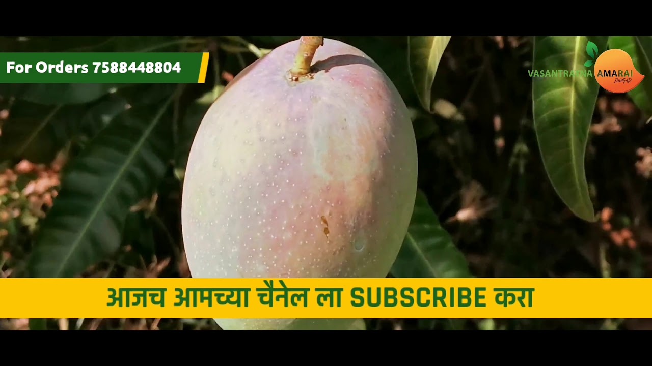 Devgad Alphonso Mango From Farm 🥭 Vasantratna Amarai Farm Tour 2020 ...