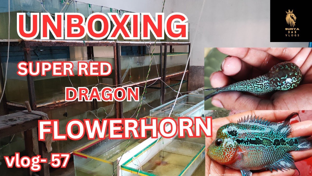 Unboxing the Super Red Dragon Flowerhorn: A Rare Aquatic Beauty # ...