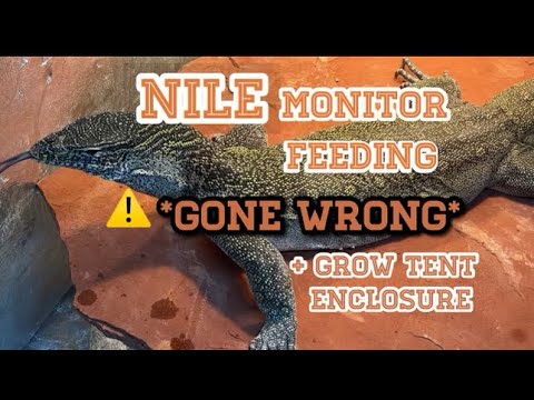 A GROW TENT AS A REPTILE ENCLOSURE? +FEEDING - YouTube