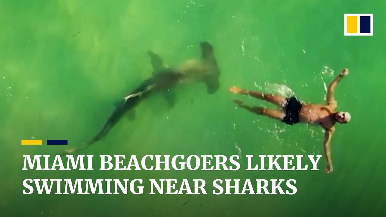 Sharks frequent waters near crowded urban beaches, Miami study finds ...