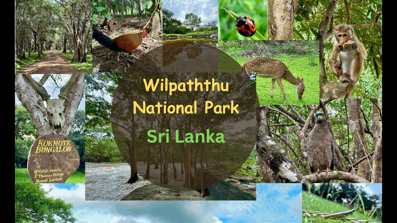 Explore the Wilpaththu National Park , Sri Lanka - Staying at Kokmote ...