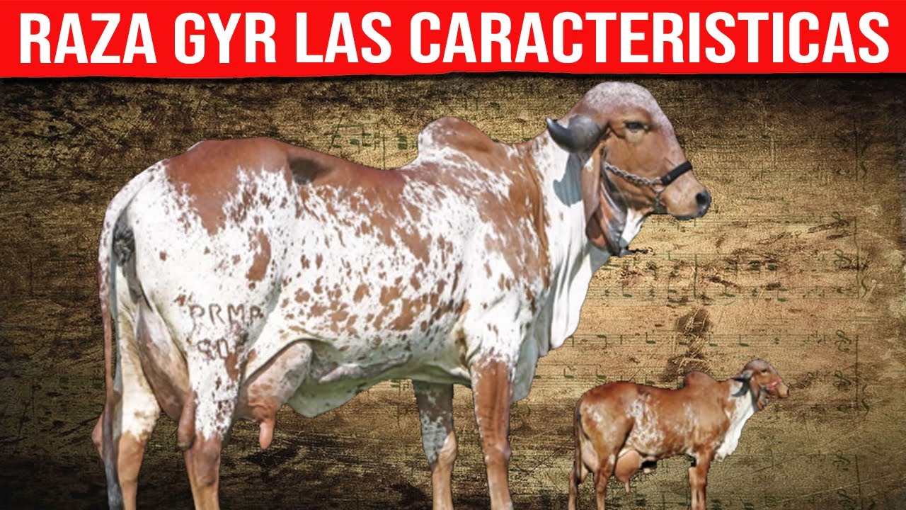 🔴 GYR LECHERO Características Gir Leitero - YouTube