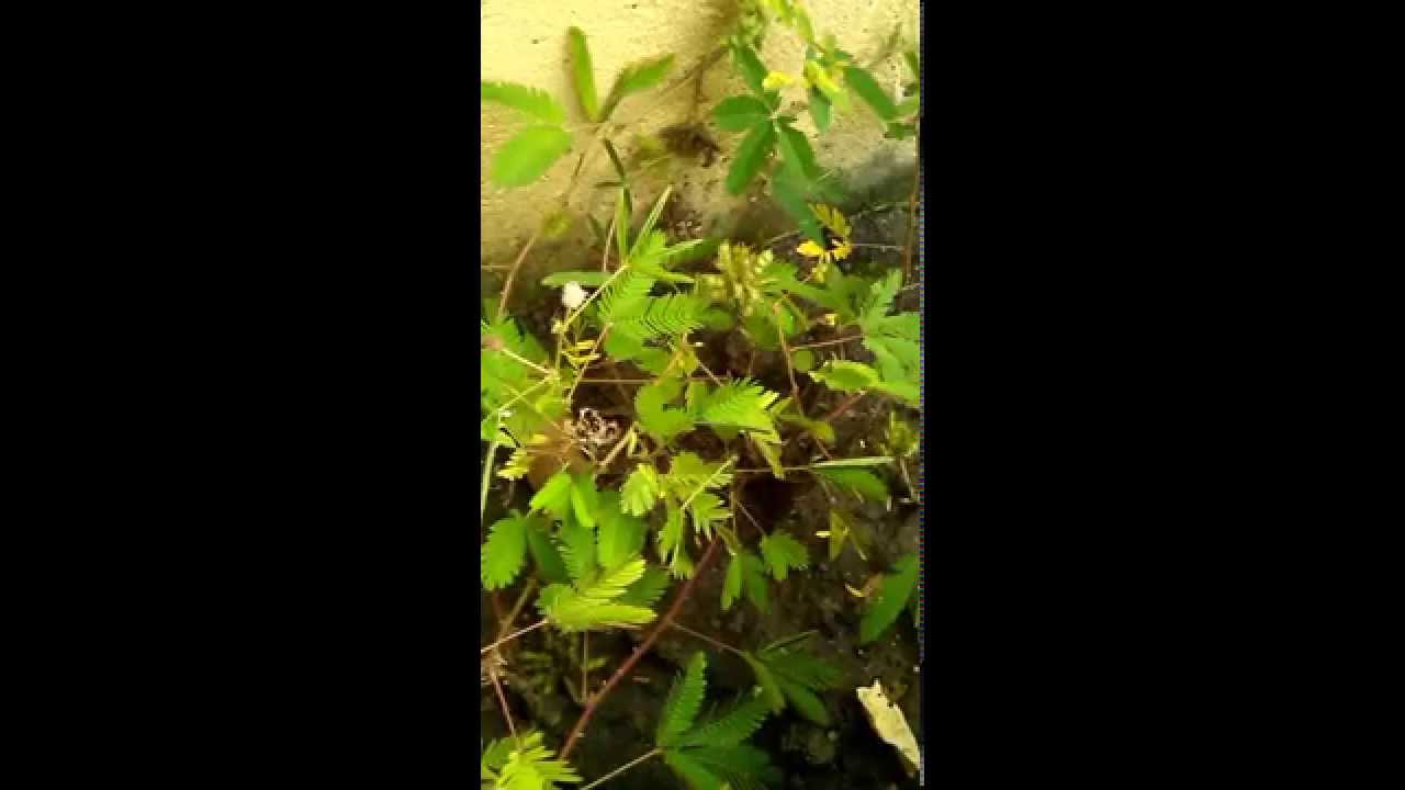 shrinking plants in india ..... Lajalu - YouTube