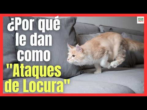 🚨 ¿POR QUE A MI GATO LE DAN \