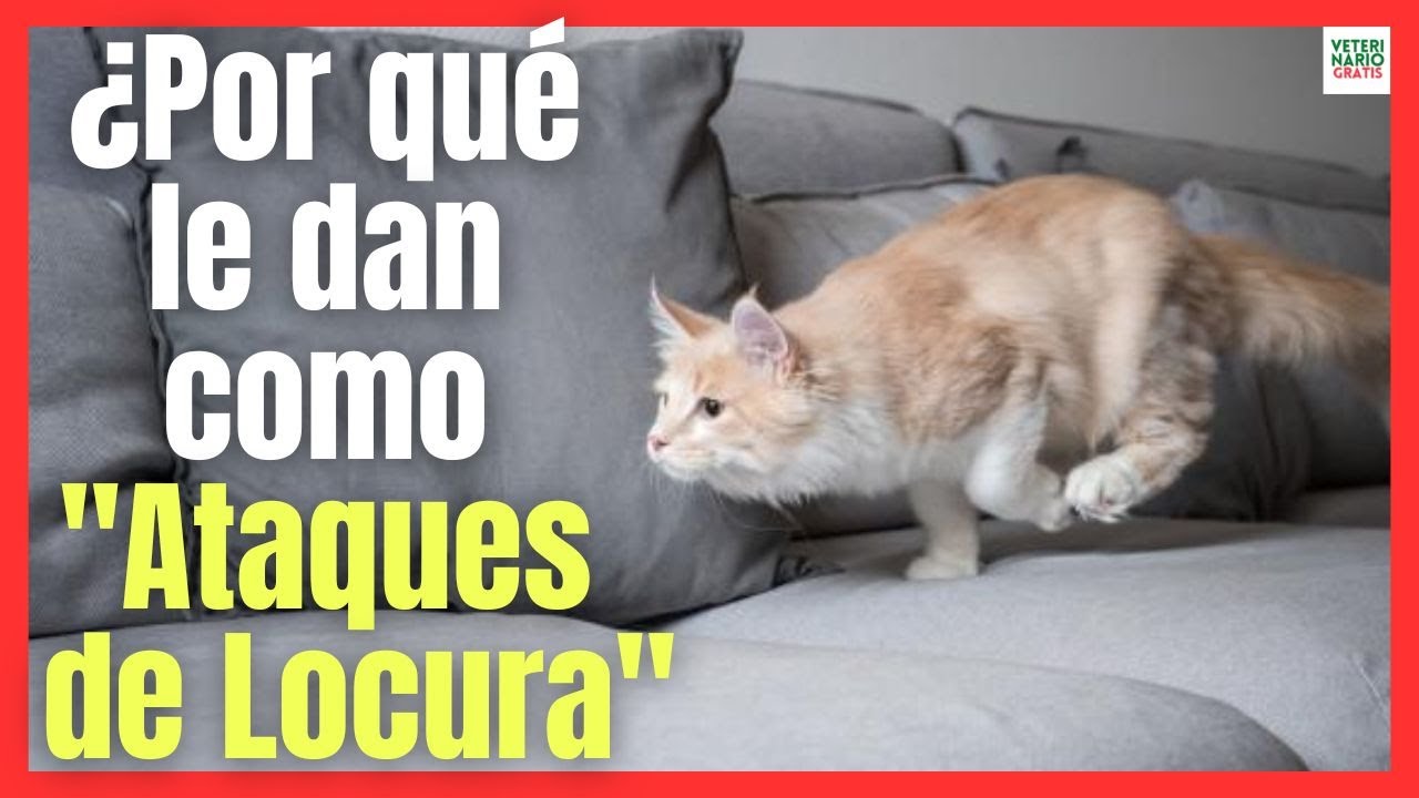 🚨 ¿POR QUE A MI GATO LE DAN "ATAQUES DE LOCURA" Y CORRE COMO LOCO POR ...