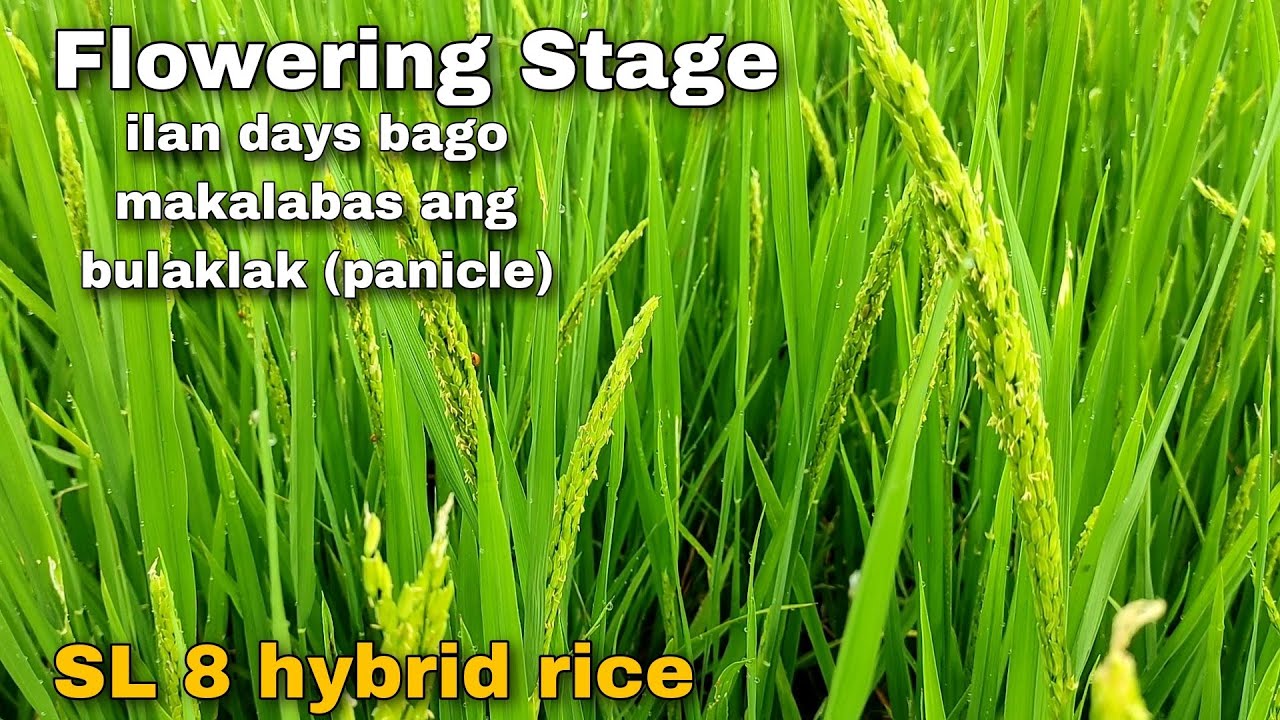 Flowering Stage SL 8 hybrid rice | jo wel #ricefarming - YouTube