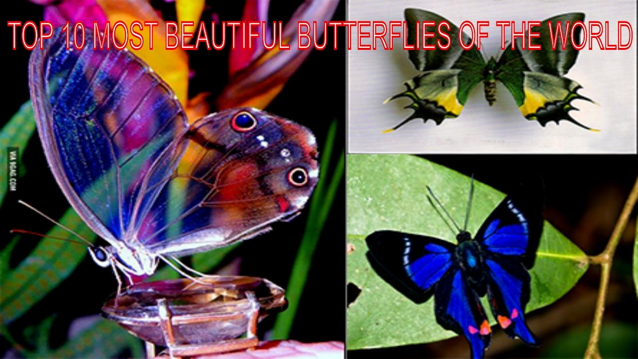 TOP 10 MOST BEAUTIFUL BUTTERFLIES OF THE WORLD|| Insects Life - YouTube