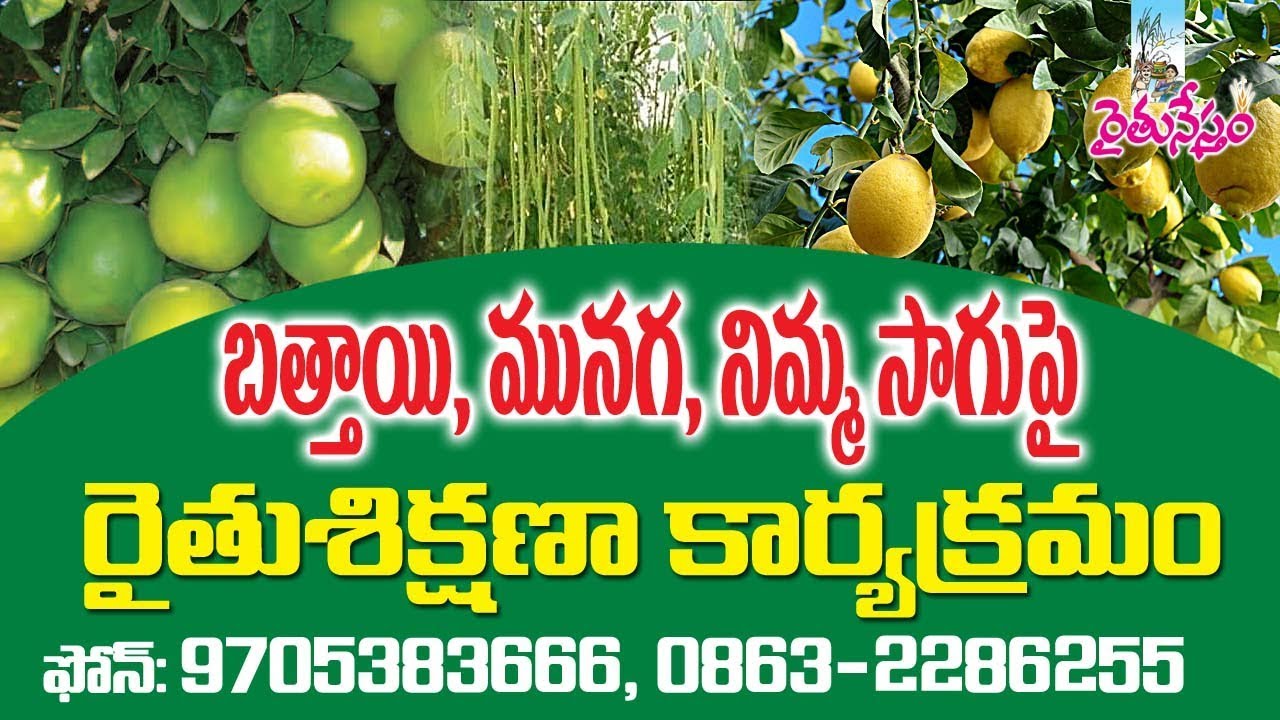 Farmer Training on Battai, Munaga, Nimma Cultivation || Oct 13 - Guntur ...