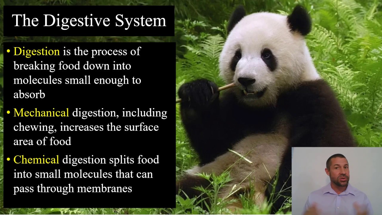 4_2 The Digestive System - YouTube