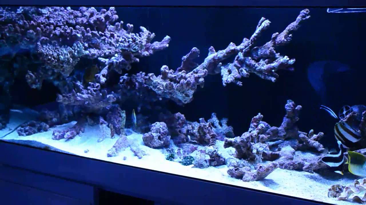 medic100's 1500 Butterfly fish Tank - YouTube