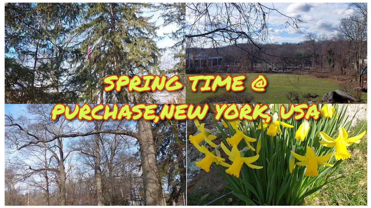 SPRING TIME AT PURCHASE,NEW YORK - THE PLACE WHERE I STAY DURING MY ...