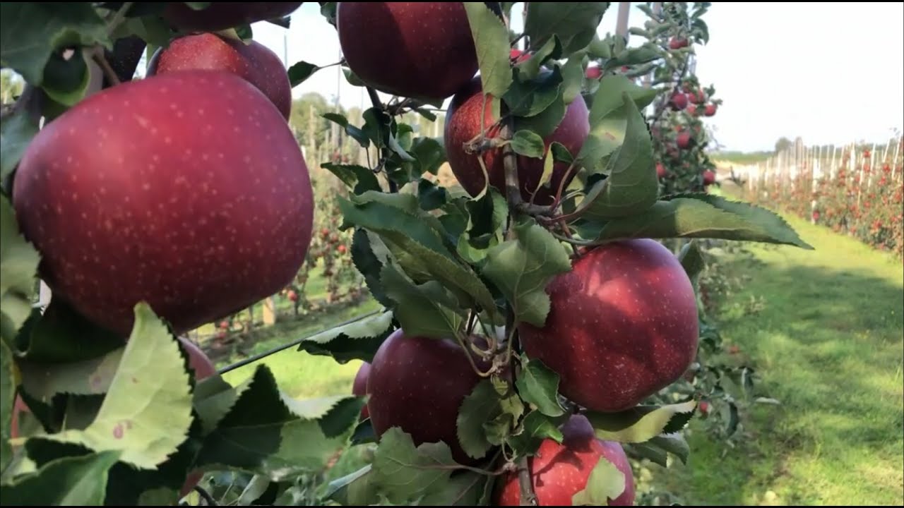 How to Make Millions of Apples From Planting to Harvesting #farming # ...