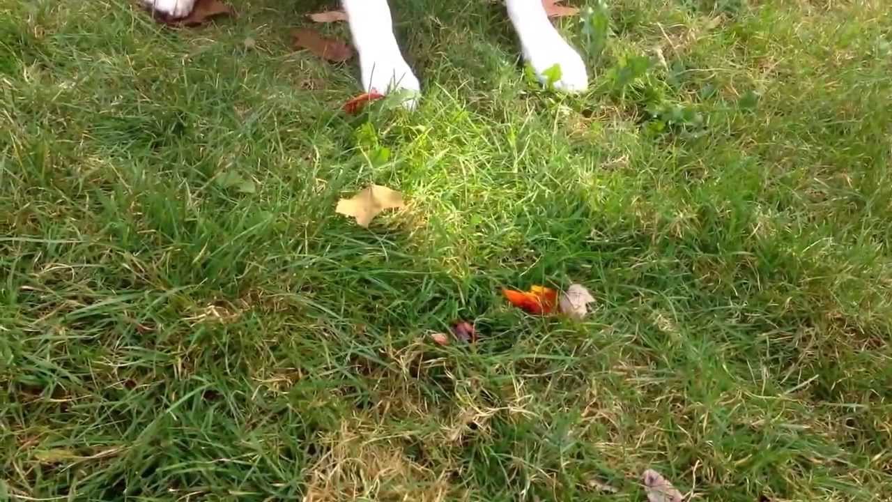 Chase howling at a bee - YouTube