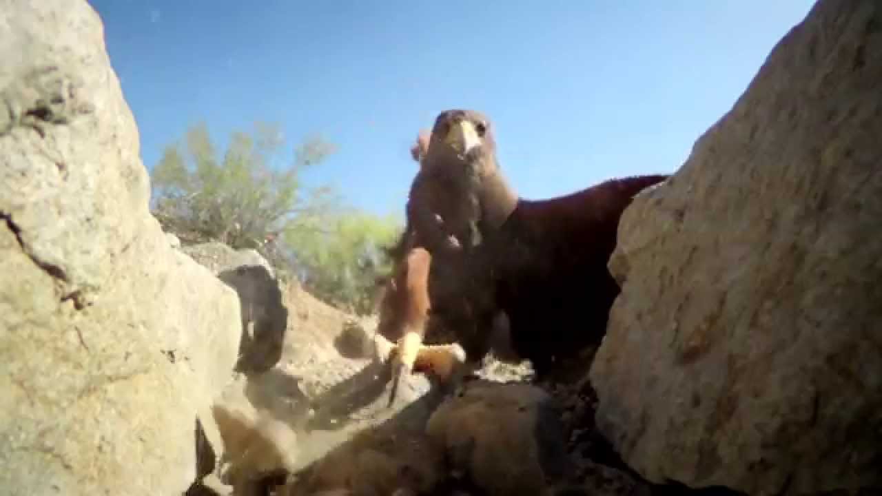 Grasshopper Mouse Hawk encounter - YouTube