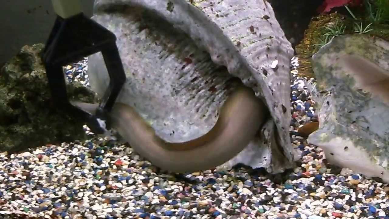 MORAY EEL FEEDING FRENZY - YouTube