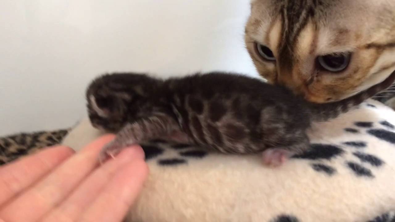 Newborn Bengal kitten - YouTube