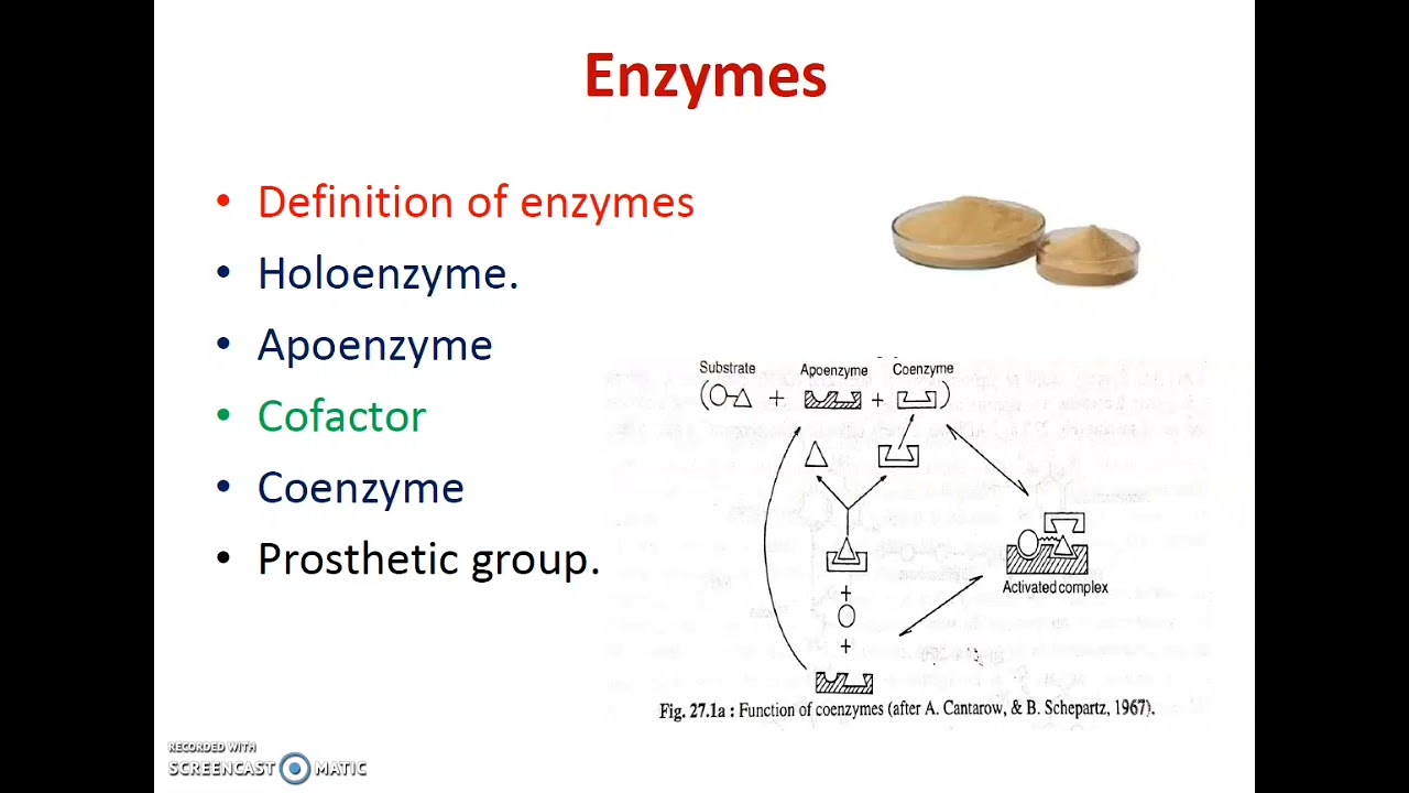 Enzymes, apoenzyme, cofactor, holoenzyme, prosthetic group. - YouTube