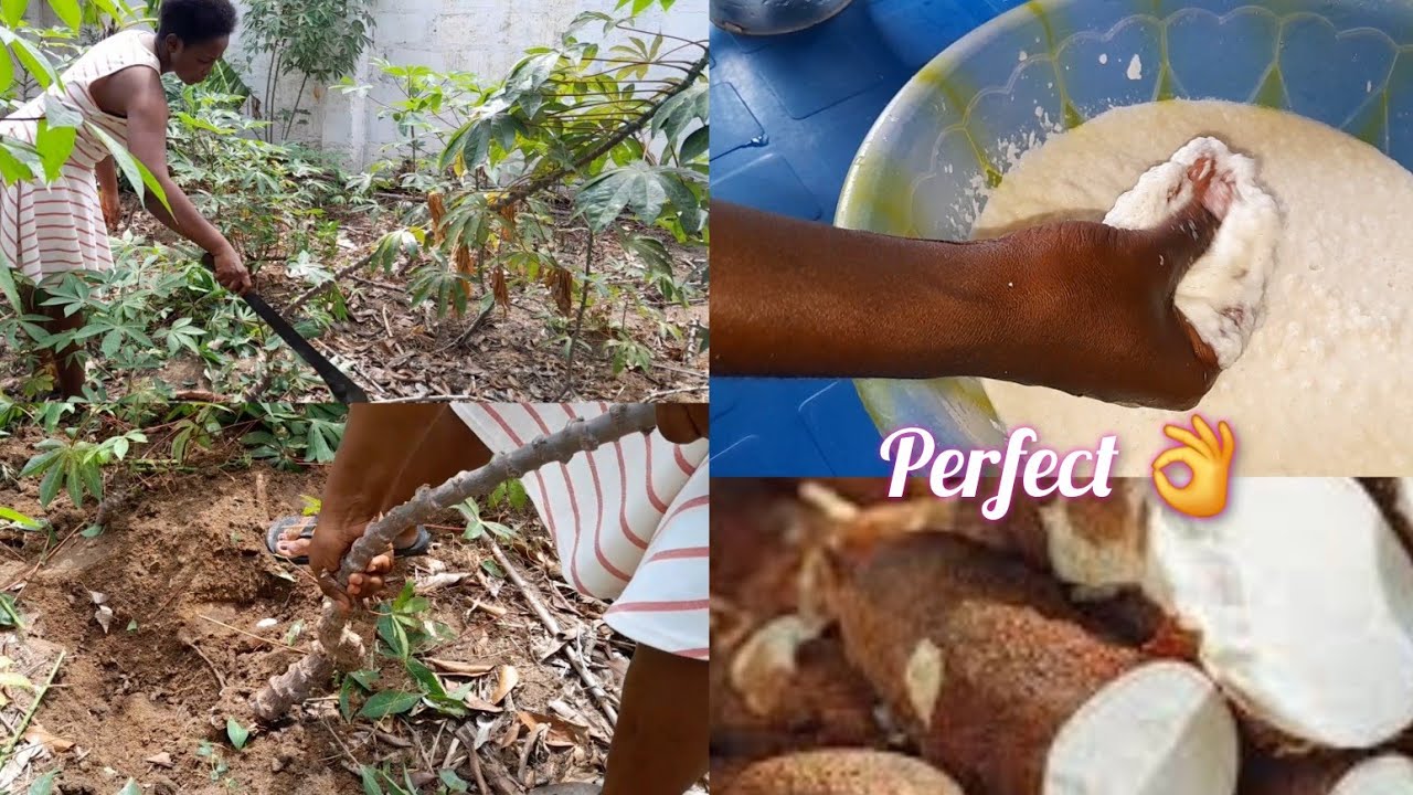 How to prepare cassava doe/puree at home @roseinchina1 ...