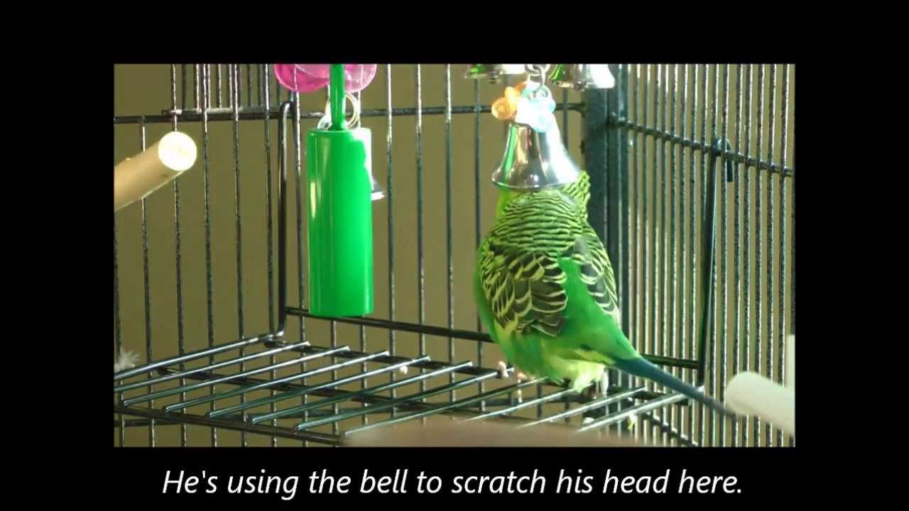Disco is Sgt. Parakeet - YouTube