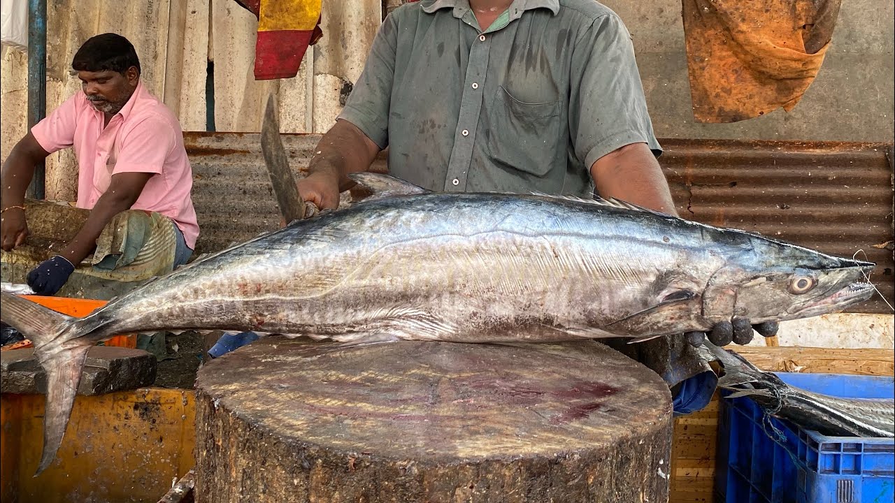 Big King Fish Cutting🔥🔪Kasimedu King Fish Cutting Expect🔥KF FISH CUTS ...