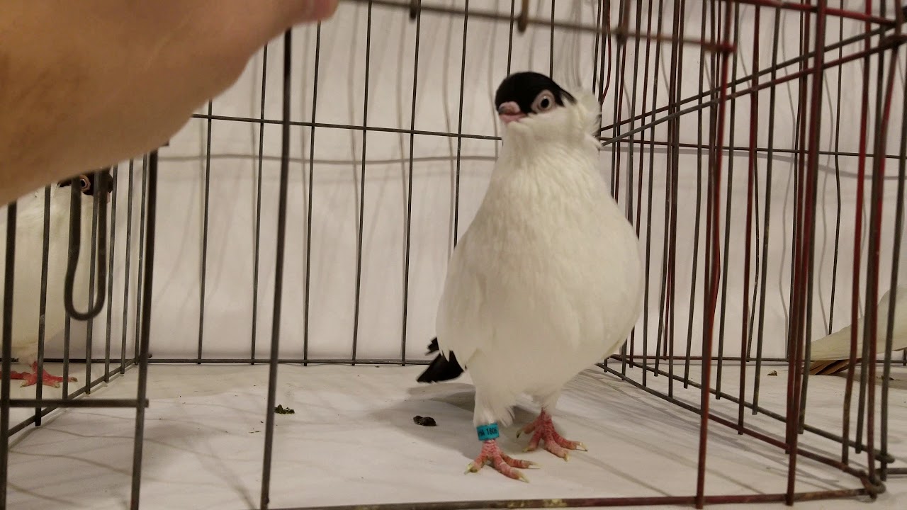 Helmet Pigeon Shortface variety at the 2018 Western Sectional in ...