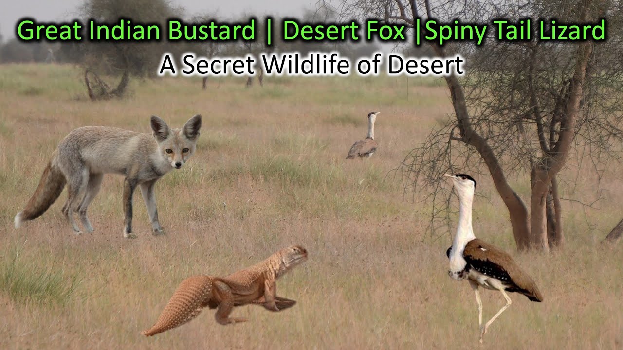 Indian Desert Animals