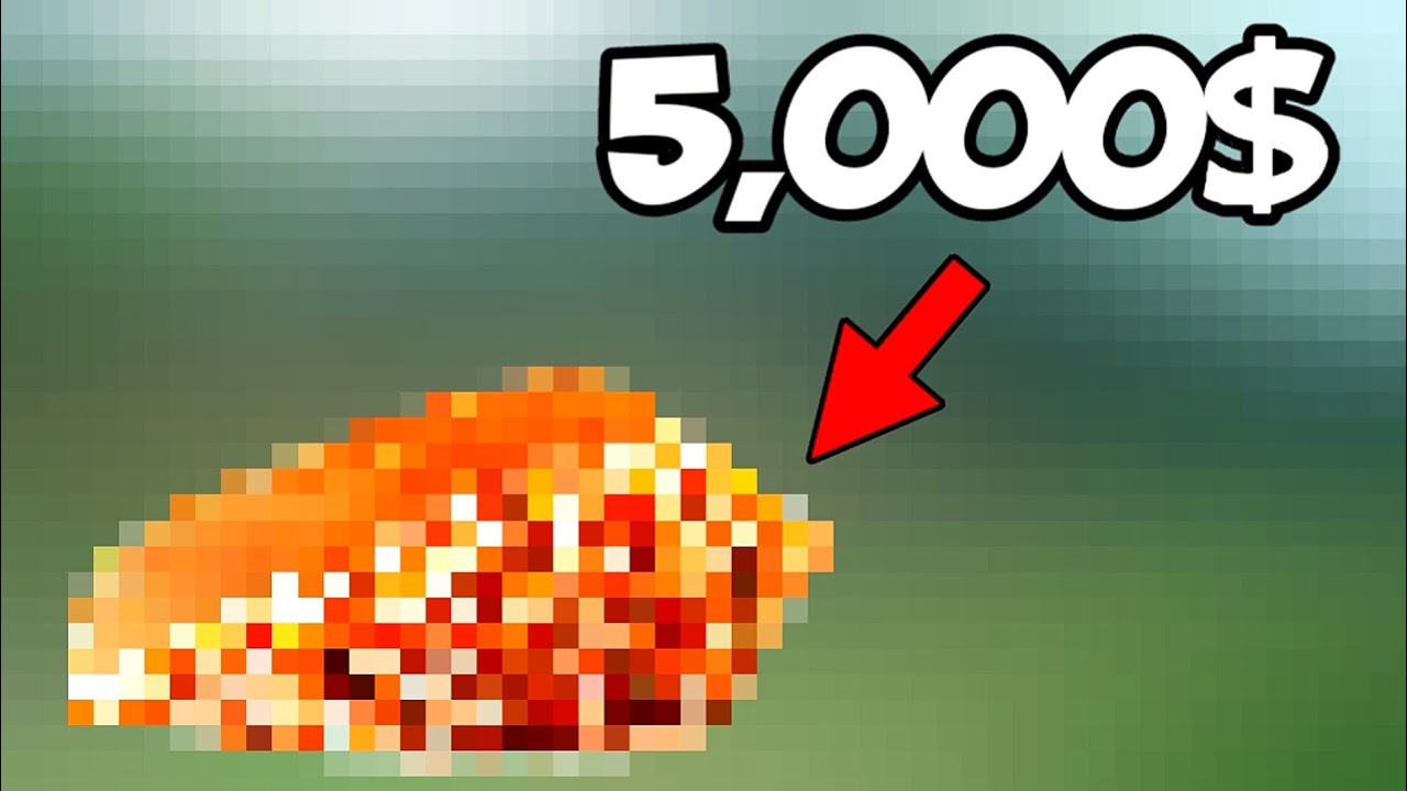 The World's Most Expensive And Rarest Seashell ! - YouTube