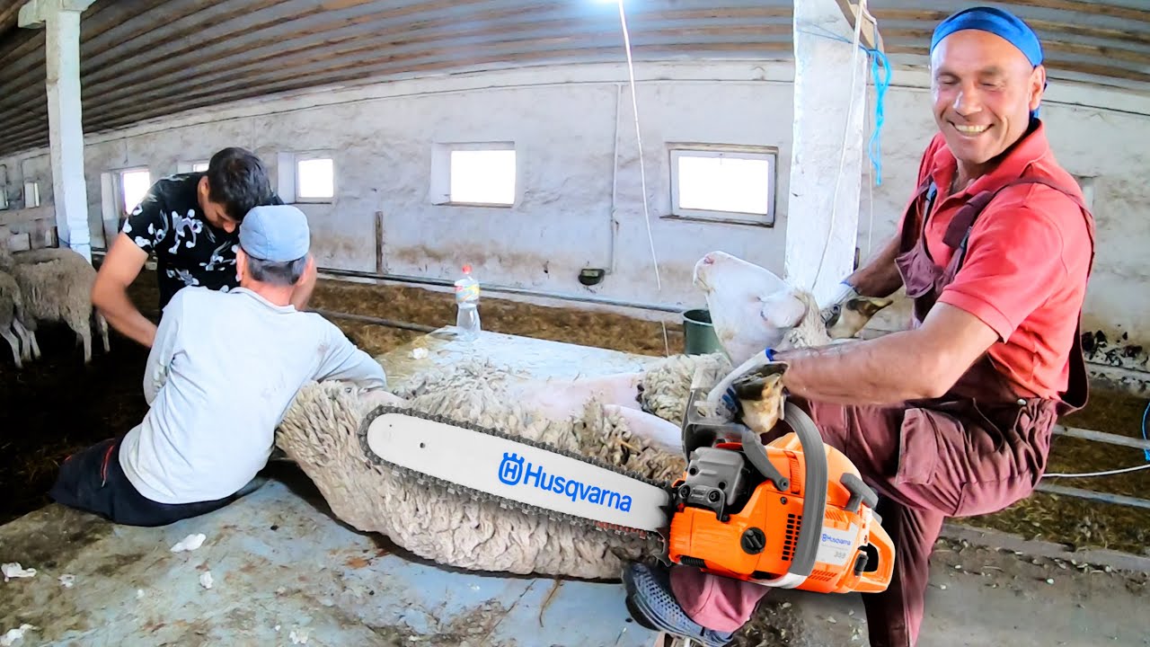SHEEP SHEARING // large piece of wool - YouTube