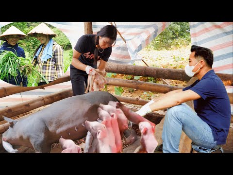 A magical moment - Thuy and Men's joy as they welcomed each newborn piglet _Ly Thanh Thuy 