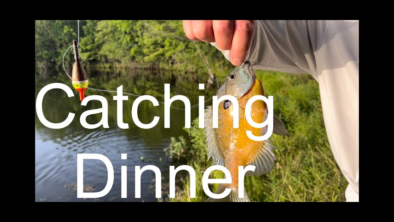 Perch fishing from the bank - YouTube