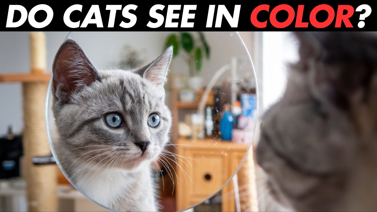 Inside the Mind of a Cat - How They View the World - YouTube