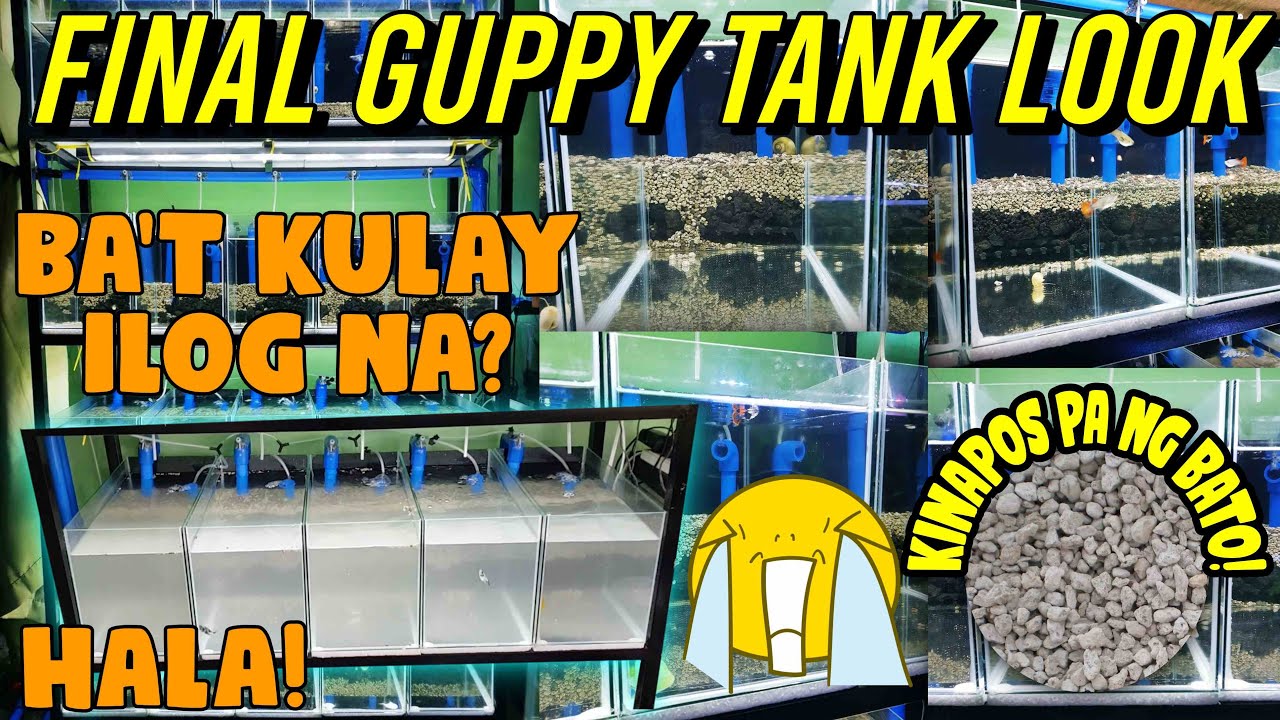 NAG KULAY ILOG NA YUNG GUPPY TANK RACK KO.. HAAAAY | WHAT HAPPENED ...
