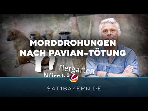 Tote Paviane im Tiergarten Nürnberg: Morddrohungen gegen Zoodirektor