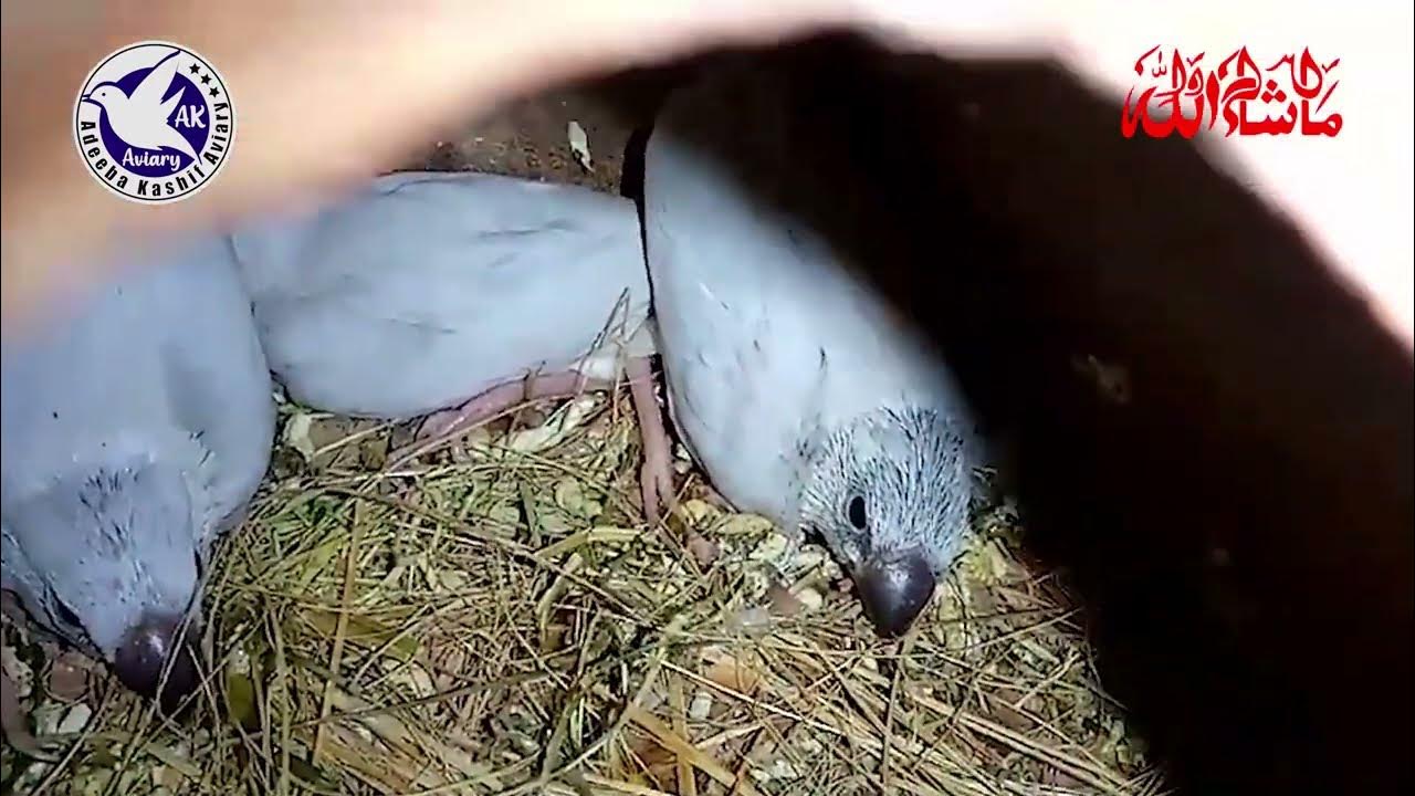 Silver Java Sparrow Breeding Progress 2024 | @akaviary - YouTube