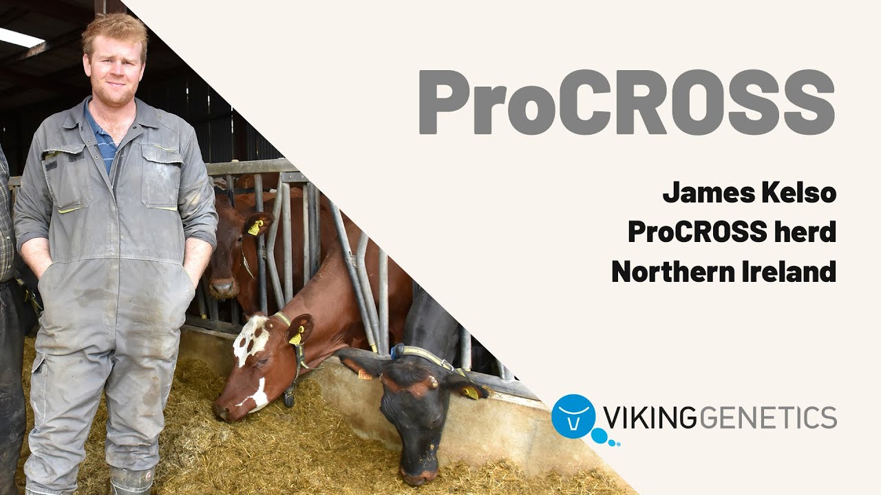 James Kelso - Bouncing back from bTB with ProCROSS, Northern Ireland ...