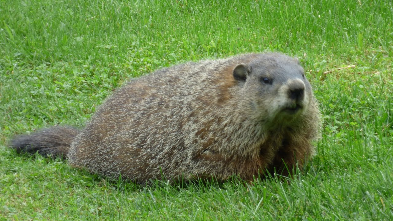 Groundhog - Wild woodchuck eating - whistle pig #wildlife #wildanimals ...