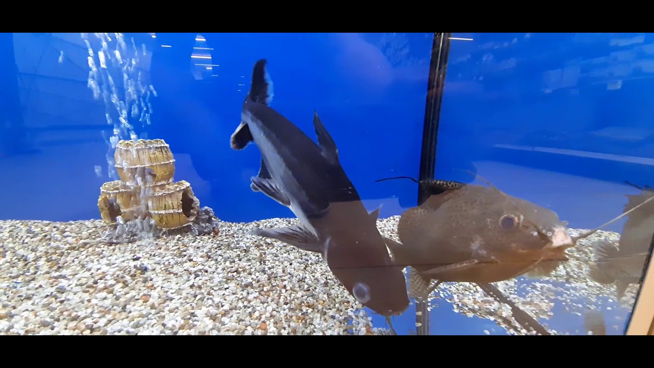 Huge Pangasius Shark Catfish - YouTube