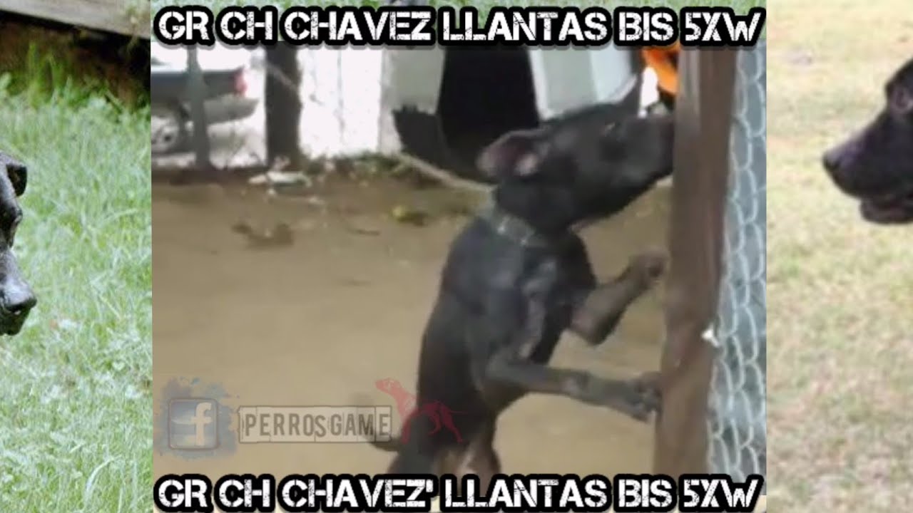 El Legendario GR CH CHAVEZ' LLANTAS BIS 5XW - YouTube