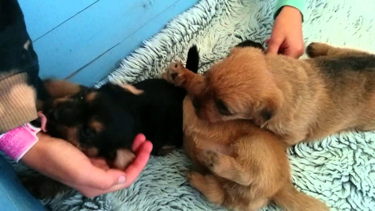 Austin, Norfolkterriervalp (Norfolk terrier puppy) - YouTube